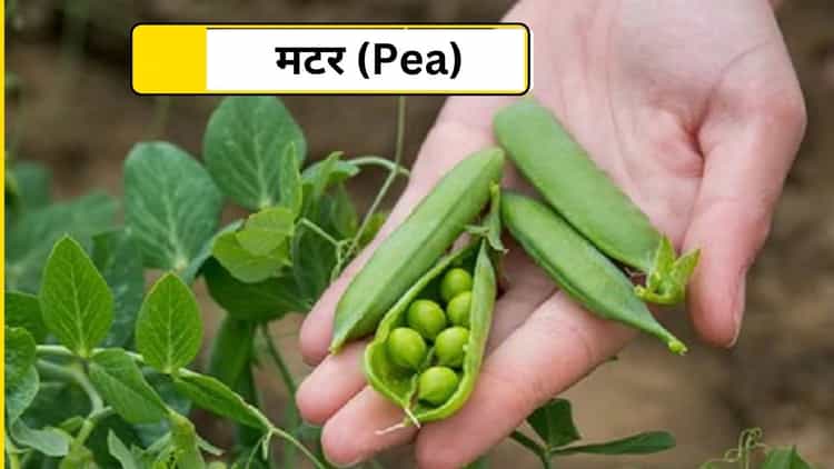 Peas Farming : मटर की खेती का जान लेंगे यह वैज्ञानिक तरीका तो नहीं होगा ...