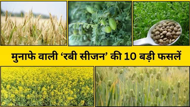 Rabi Season Crops: मुनाफे का सौदा है रबी सीजन की इन फसलों की खेती ...