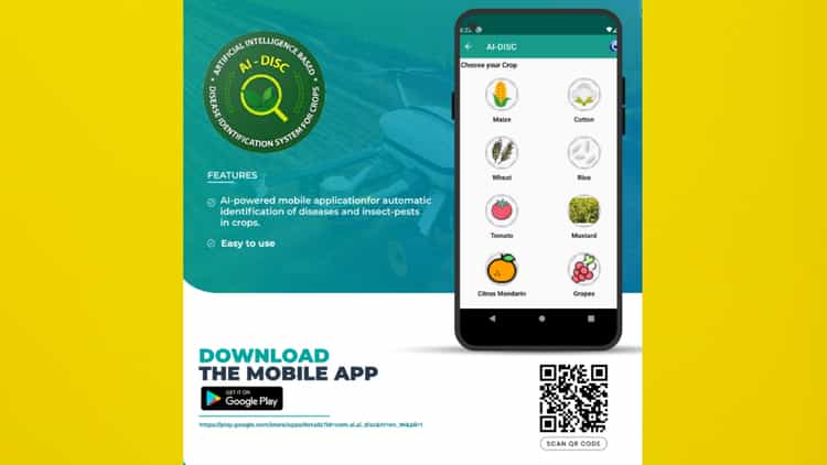 Ai-disc App: फसल में 50 से अधिक रोगों की पहचान और रोकथाम इस एप से सीखिए ...