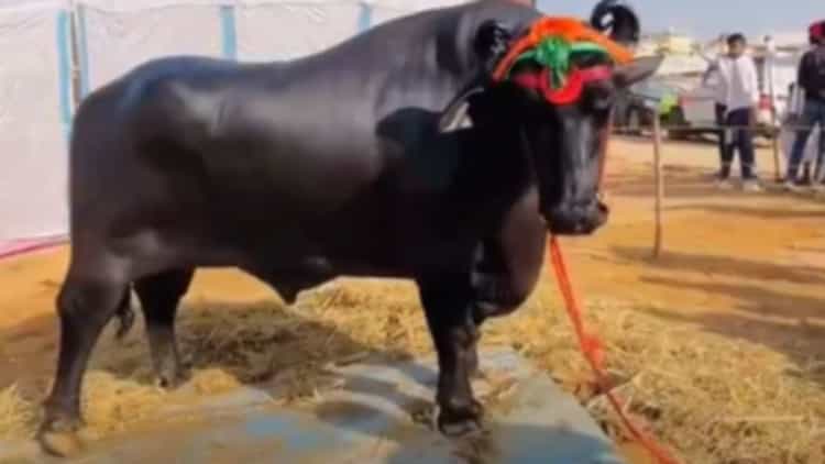 Anmol Buffalo: पुष्कर मेले में धूम मचा रहा 23 करोड़ का ये भैंसा, खाता ...