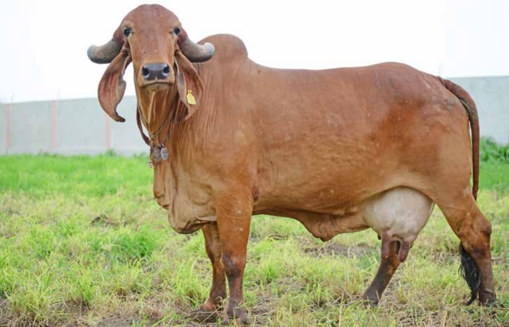 Goat Vs Cow Milk: बकरी और गाय दोनों का दूध गुणकारी, कौन-सा दूध पीना ...