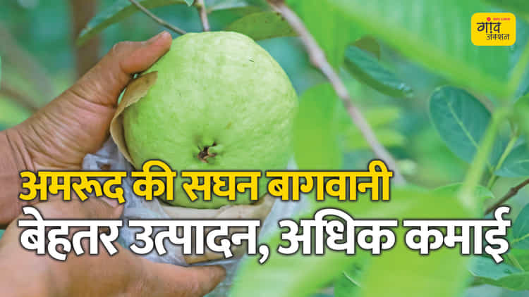 Guava Farming: अमरूद की बागवानी की ये तकनीक जान लीजिए, मिलेगी बंपर ...