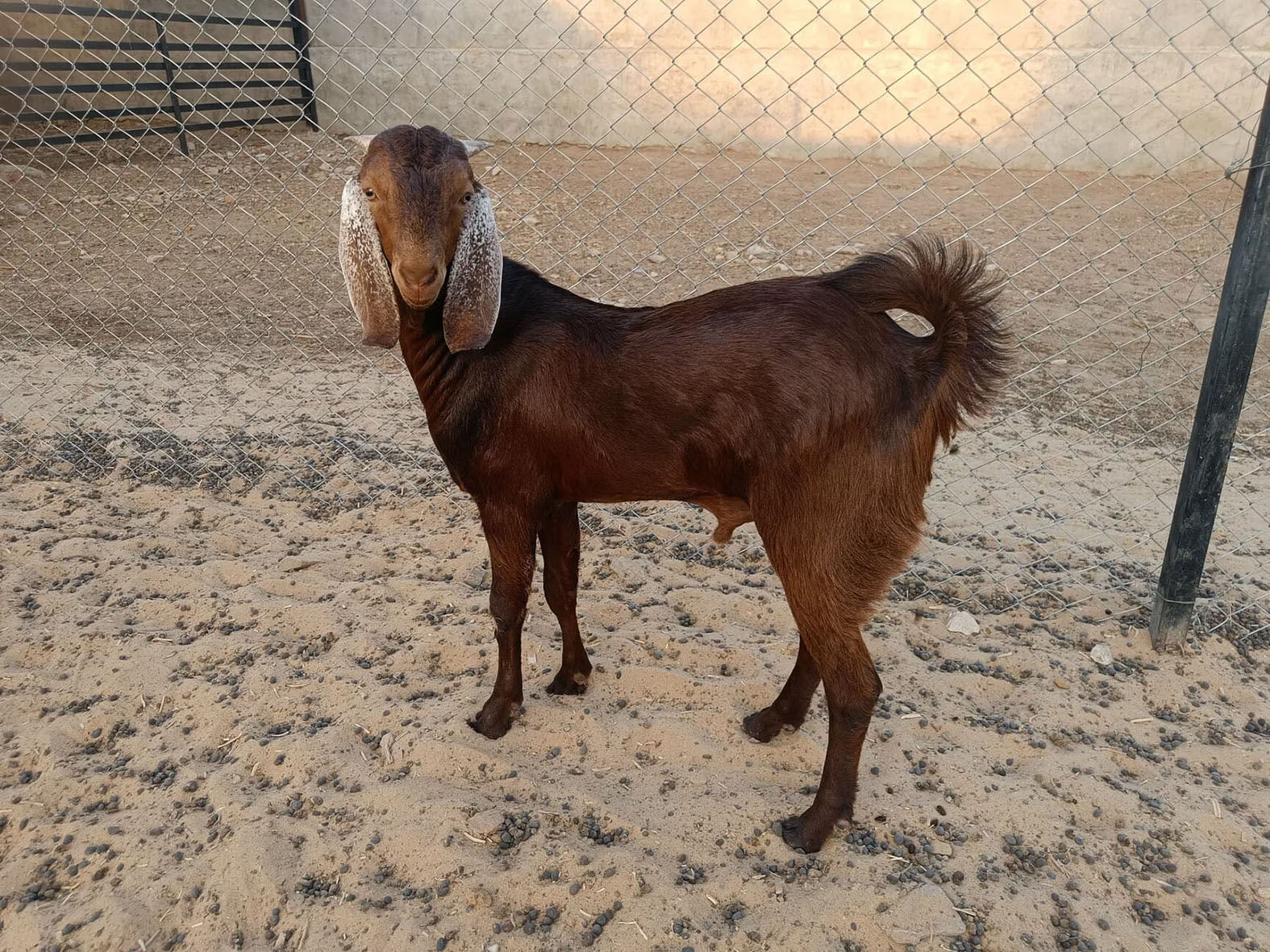 Goat Breeds: बकरियों की ये टॉप 10 नस्लें हैं बेहद खास, जो बन सकती हैं ...