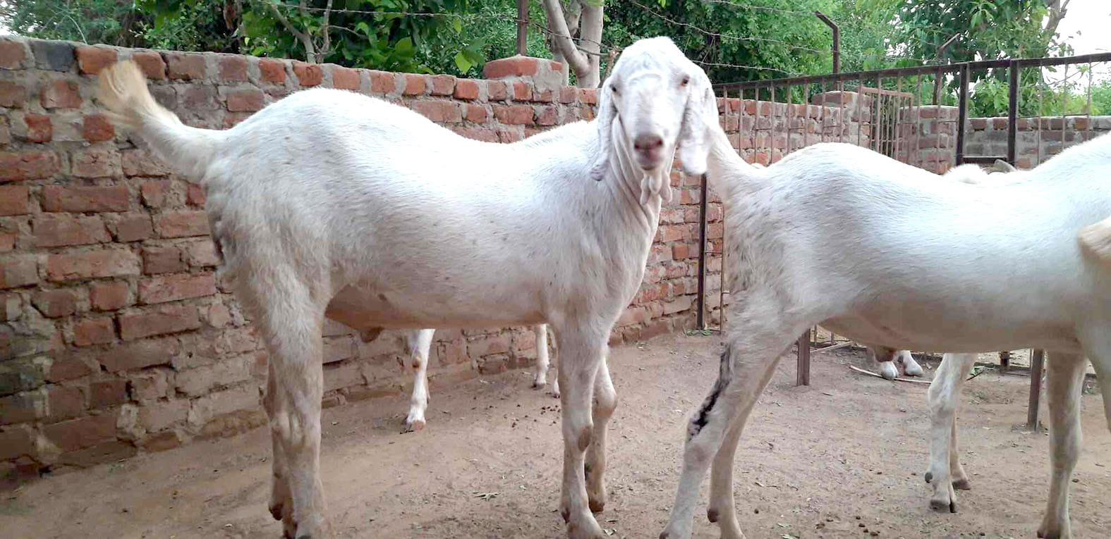 Goat Breeds: बकरियों की ये टॉप 10 नस्लें हैं बेहद खास, जो बन सकती हैं ...