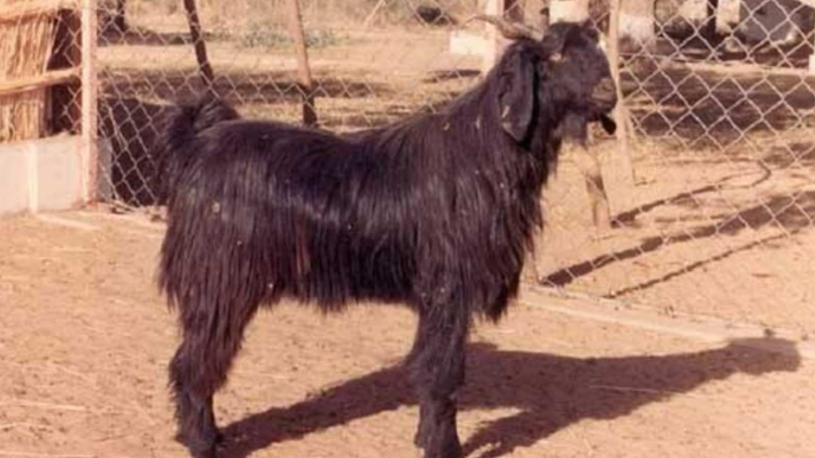 Goat Breeds: बकरियों की ये टॉप 10 नस्लें हैं बेहद खास, जो बन सकती हैं ...