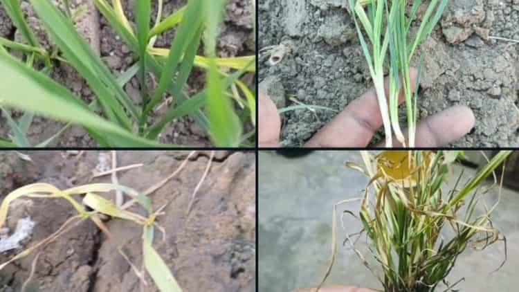 Wheat Crop: गेहूं की फसल में कॉपर की कमी न होने पाए, कृषि विभाग ने जारी ...