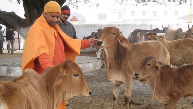 Uttar Pradesh: यूपी के पशुपालकों की बदल जाएगी किस्मत, योगी सरकार ने की ...
