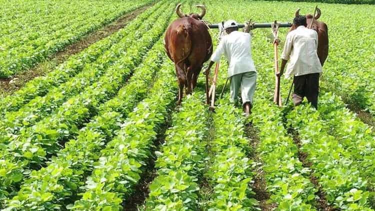 Rabi Crops Sowing: 640 लाख हेक्टेयर से अधिक हुई रबी फसलों की बुवाई ...