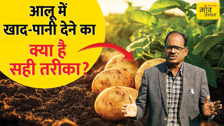 Potato Farming: आलू की फसल की ऐसे करें देखभाल, होगी बंपर पैदावार ...