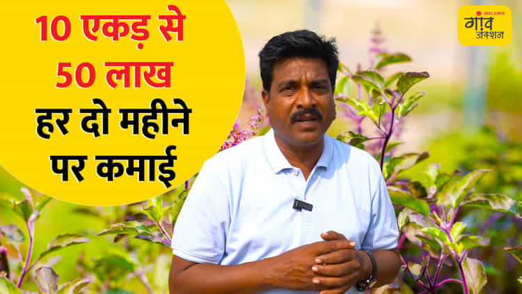 Tulsi Farming: इस फसल से सेहत के साथ कमाई, प्रति एकड़ 4 लाख कमाएंगे ...