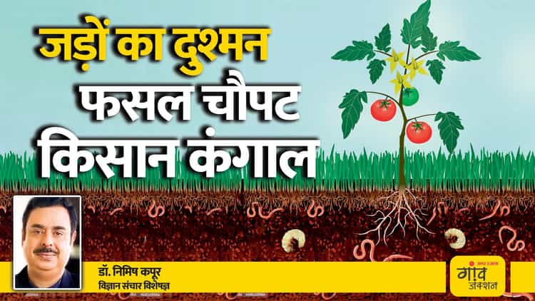 Nematode Infestation In Crops: फसलों का दुश्मन बना यह कीट, सालाना 600 ...