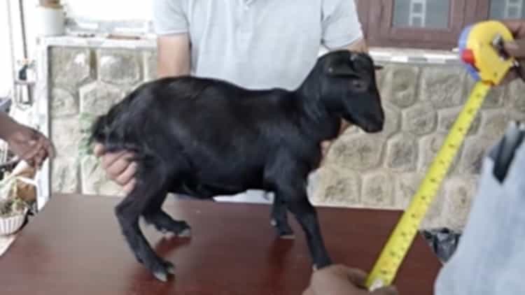 Guinness World Record: इतनी छोटी बकरी देख कर रह जाएंगे हैरान, करुम्बी ...