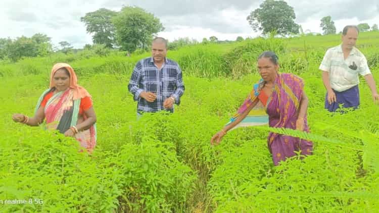 Tulsi Farming: ओडिशा के केन्दुझार में तुलसी की खेती, देश-विदेश हो रही ...