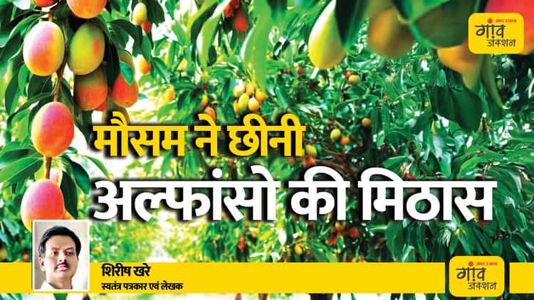 Alphonso Mango: महाराष्ट्र के कोंकण में अल्फांसो आम पर जलवायु परिवर्तन ...