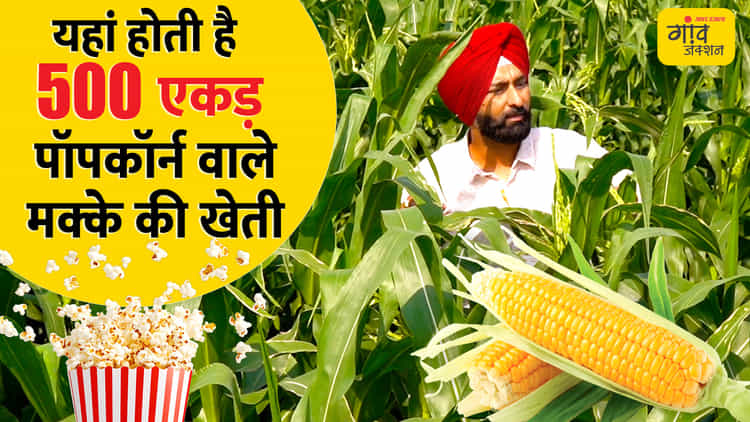 Corn Farming: 500 एकड़ मक्का, किसानों की बड़ी छलांग! - Corn Farming ...