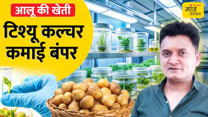लैब से खेत तक: टिशू कल्चर आलू की खेती से डबल पैदावार - From Lab To ...