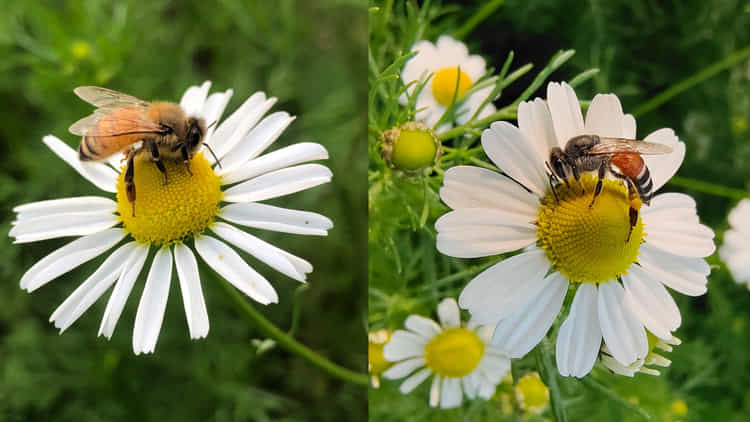 World Bee Day: विश्व में मधुमक्खियों की 20 हजार से अधिक प्रजातियां ...