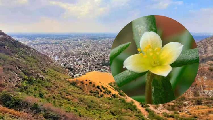 पोर्टुलाका भारत : अरावली के शुष्क पथरीले इलाके में फूल की इस नई प्रजाति ...