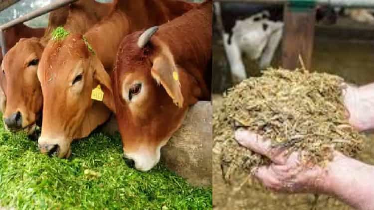 साइलो पिट या प्लास्टिक बैग : बारिश में सड़ने से कैसे बचाएं पशुओं का ...