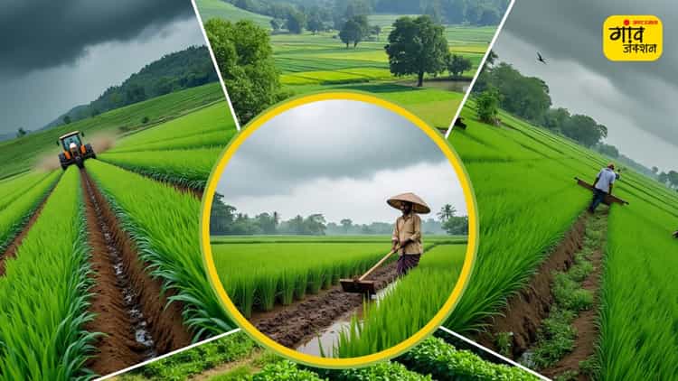 मौसम आधारित सलाह : मानसून में धान, मक्का और सब्जियों की खेती की कैसे ...