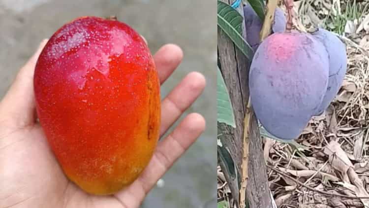 Mango: हिमाचल के किसान ने उगाया दुनिया का सबसे महंगा आम, कीमत तीन लाख ...