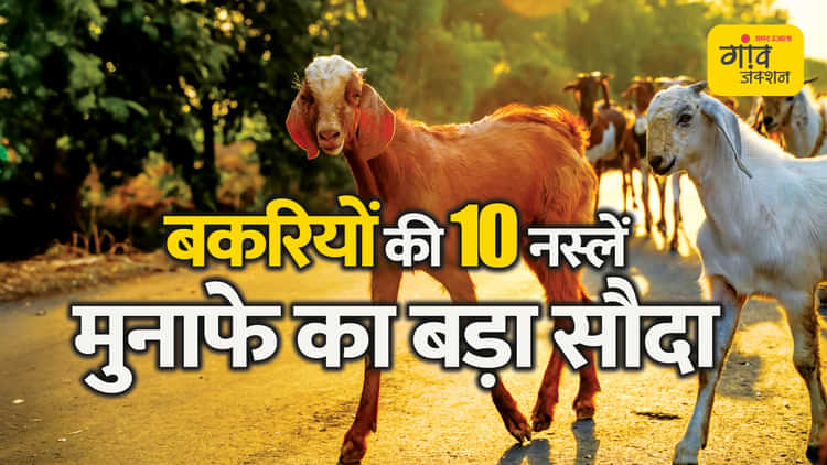 Animal Husbandry: बकरियों की ये 10 नस्लें कर सकती हैं मालामाल, जलवायु ...