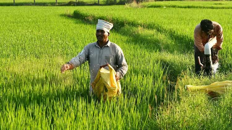 Mp: खाद की कालाबाजारी या नकली खाद की सूचना दें, इनाम देगी सरकार, पहचान ...