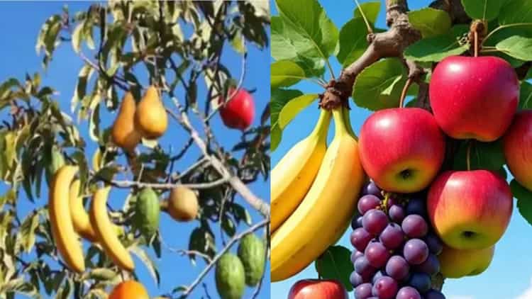 गार्डनिंग में नया ट्रेंड : अब घर में एक ही पेड़ पर उगा सकते हैं कई फल ...