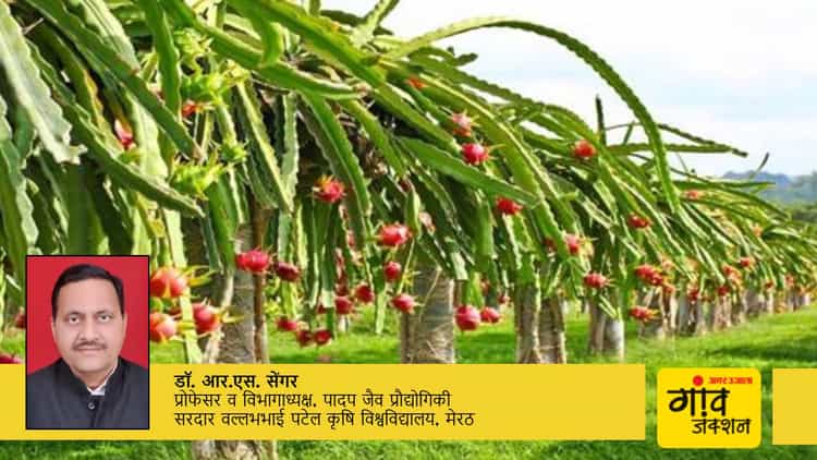 किसानों के लिए कमाई का बड़ा अवसर : एक एकड़ में ड्रैगन फ्रूट की खेती से ...