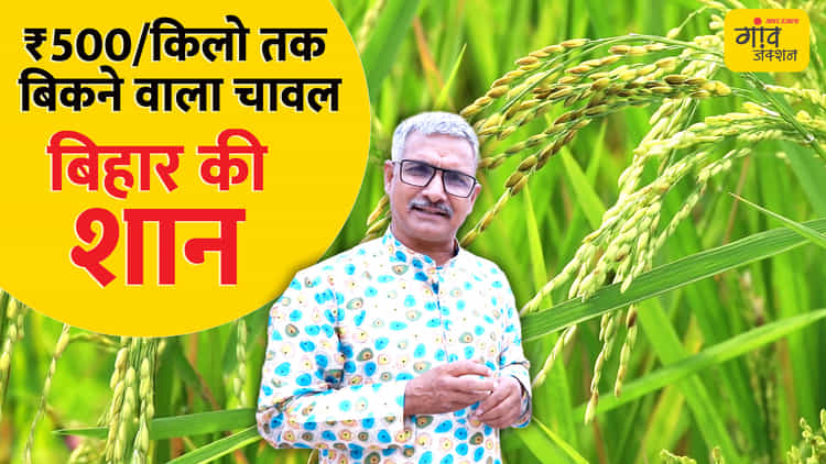 Katarni Rice: 2000 साल पुराना ‘कतरनी चावल’ बिहार की पहचान, छठ पूजा और ...