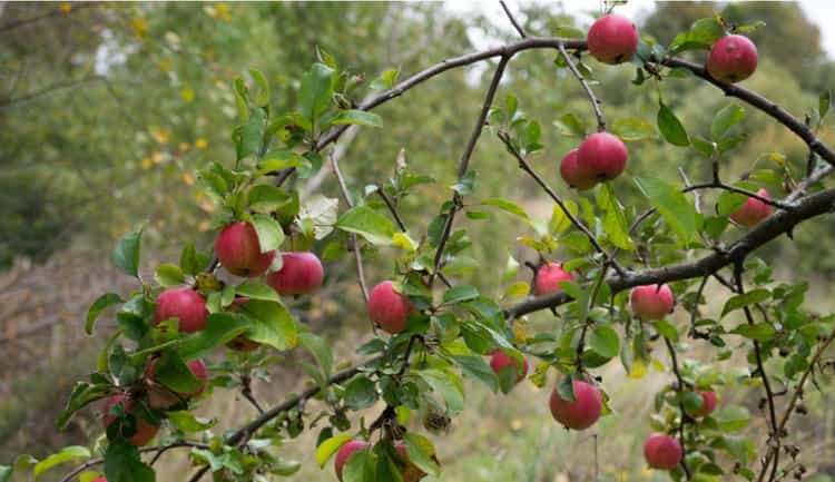 Study Report: हिमाचल में जंगली सेब बढ़ा रहे पक्षियों की प्रजातियां, वन ...