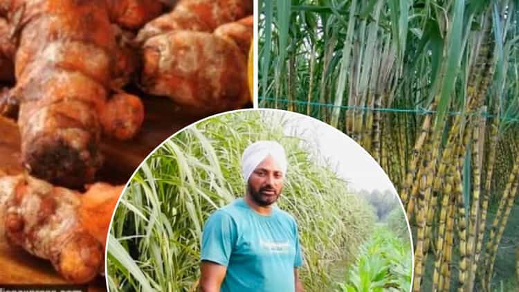 मुनाफे का मॉडल : जालंधर के किसान ने बनाया खुद का बाजार, 2027 तक बुक हैं ...