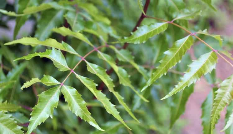 Neem Tree: संकट में नीम के पेड़ का अस्तित्व, तेलंगाना में फैल रहा फंगल ...
