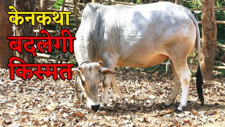 बुंदेलखंड की केनकथा गाय बनेगी और उन्नत: नई नस्ल विकास पर ₹1.75 करोड़ की ...