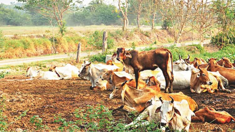 Disease Control App: पशुओं की निगरानी हुई आसान, एप से करें रोगों की ...