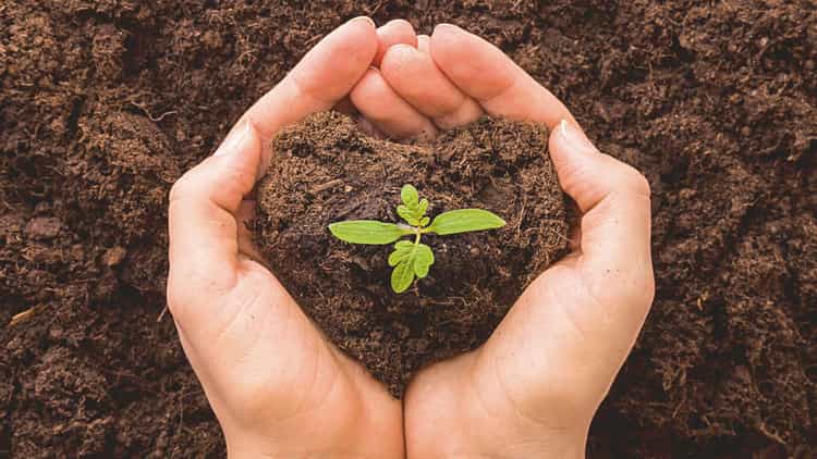 Dap छोड़िए, Prom अपनाइए : फॉस्फोरस से भरपूर जैविक खाद, आसानी से घर पर ...