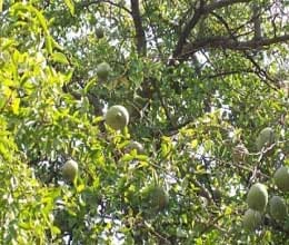 Importance Of Bel Tree Shiv Puran - Amar Ujala Hindi News Live - बेल की ...