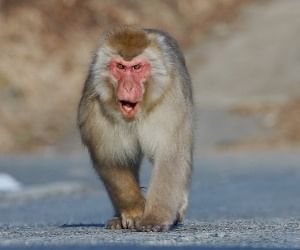 Sterilization Of Monkeys - Amar Ujala Hindi News Live - अब बंदर भी ...