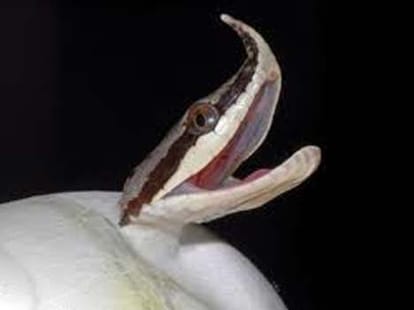 युवक जिसका हर जगह पीछा कर रहे हैं सांप! - A Man Follwing By Snakes ...