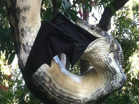 Python Swallows Bat As It Hangs From A Tree - Amar Ujala Hindi News ...