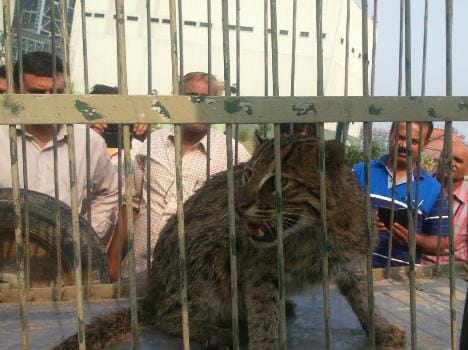 Fishing Cat Caught In Net Trapped For Leopard - Amar Ujala Hindi News ...