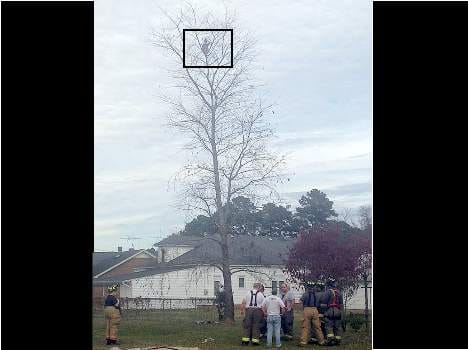 Six Year Old Climbs 50 Foot Tree - Amar Ujala Hindi News Live - छह साल ...