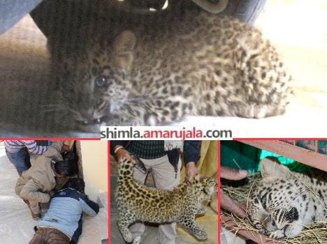 A Leopard Caught At Navbahar Shimla. - Amar Ujala Hindi News Live ...